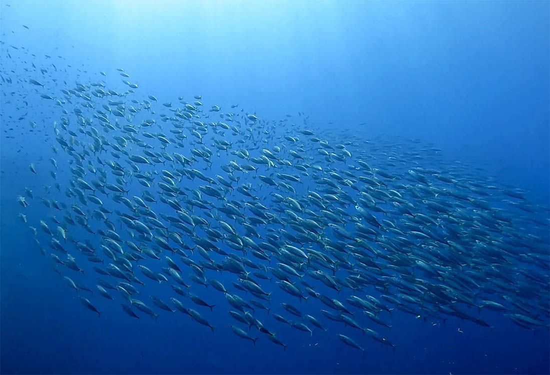 VIDEO Kod Jabuke znanstvenici snimili predivne kadrove sinkroniziranog ...