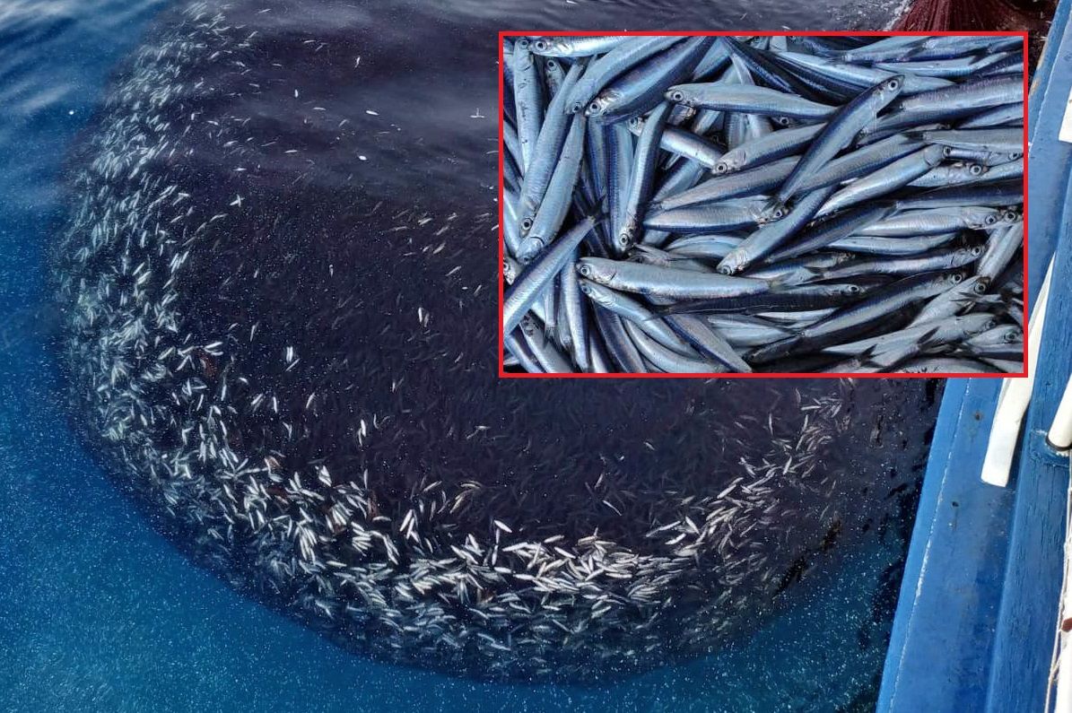 Institut za oceanografiju: "Inćun je pretjerano eksploatiran i u Jadranu ga je sve manje!"