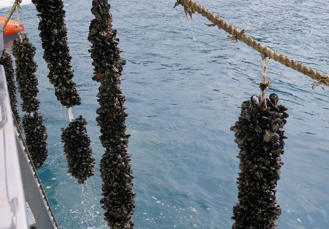 Hrvatski znanstvenici otkrili novi probiotički soj važan za uzgoj školjkaša Hrvatski znanstvenici otkrili novi probiotički soj važan za uzgoj školjkaša