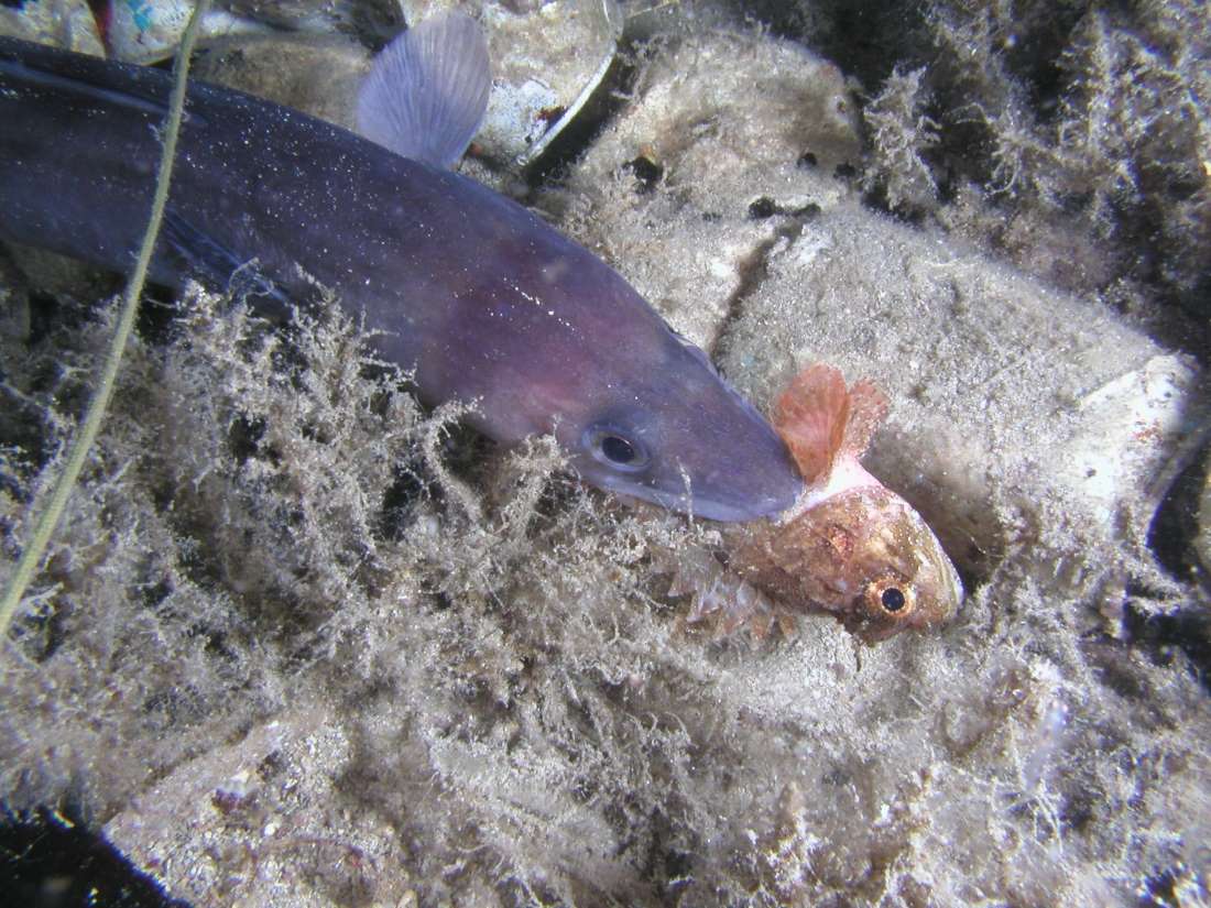 FOTO Ugor napao škrpuna s repa: "Ronim svaki dan i mislio sam da sam ...