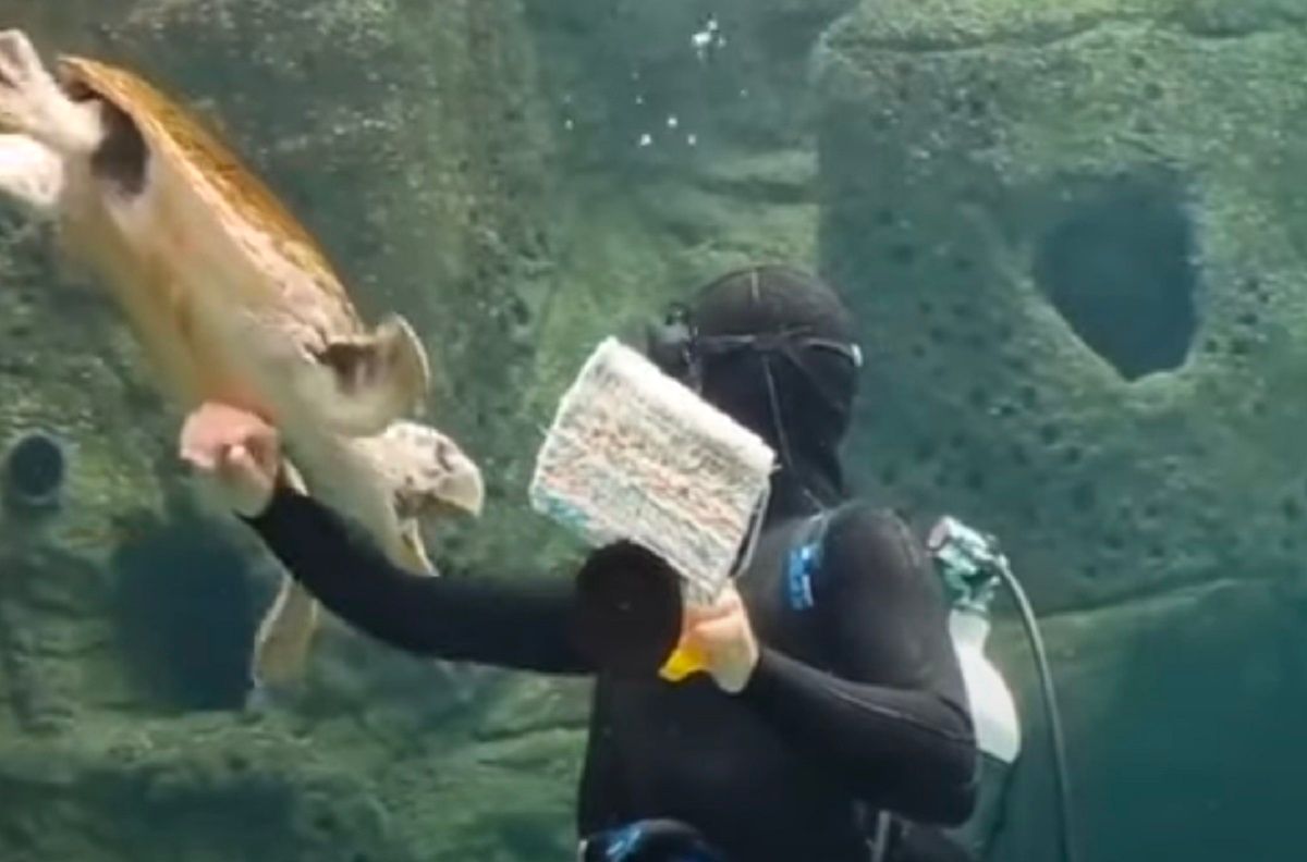 VIDEO Kornjača pokušala ugristi ronioca i to ne jednom!