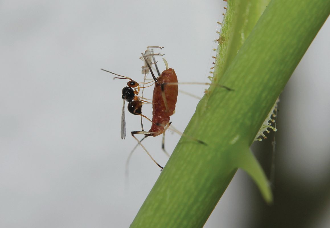 Ove osice mogu uništiti maslinova moljca