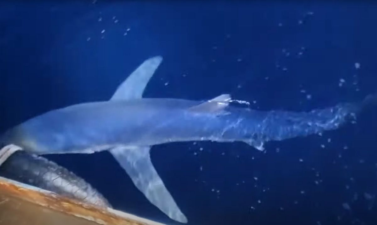 Morski pas modrulj napada uzgajalište tuna kod Sveca