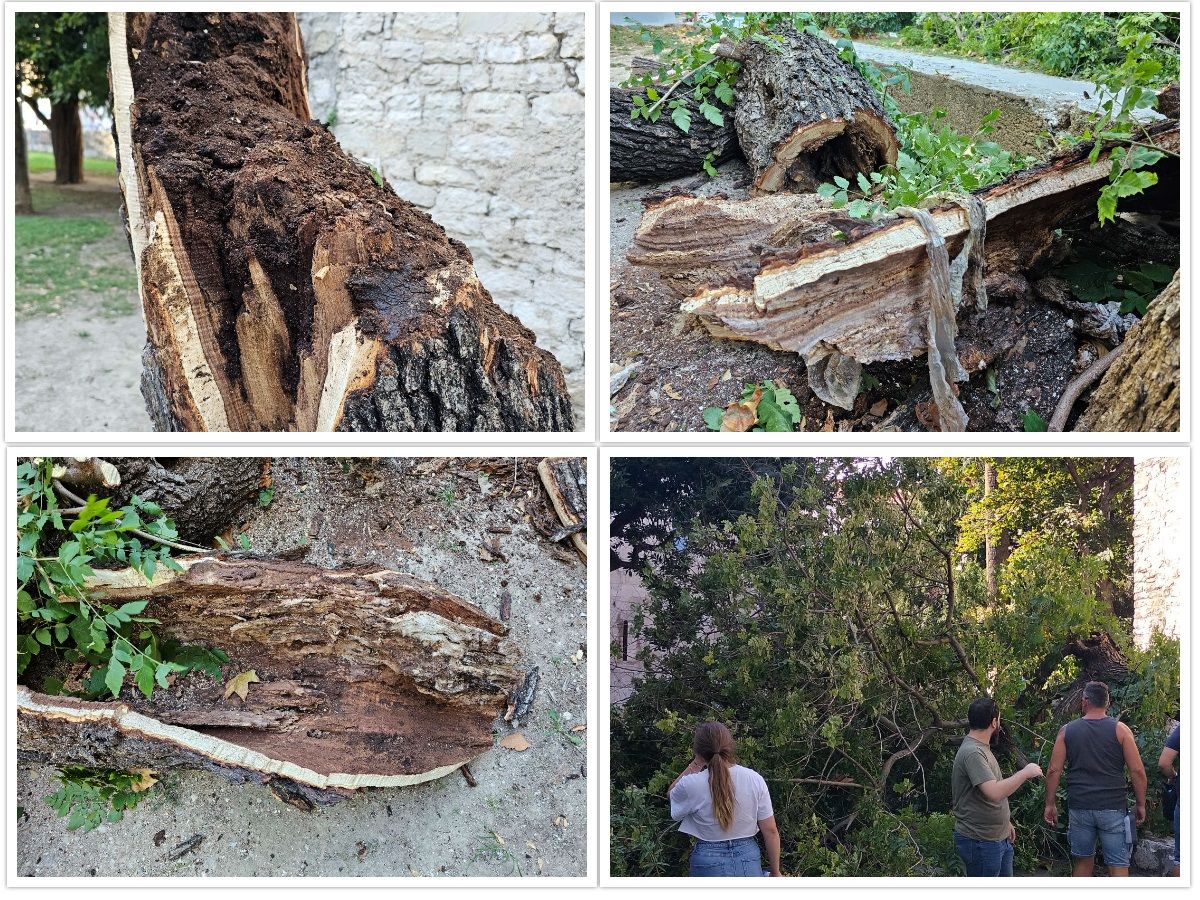 FOTO Uz Dioklecijanovu palaču palo veliko stablo: "Evo dokaza da ...