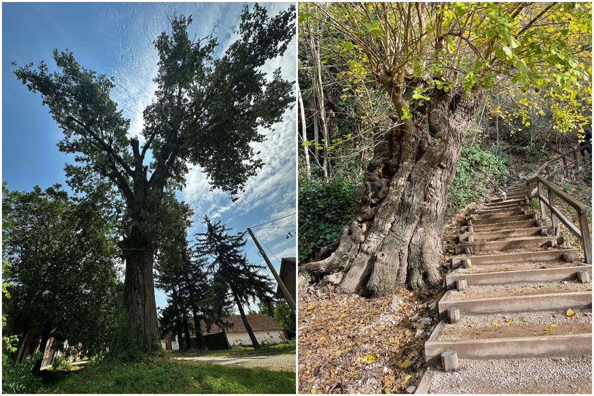 Murva na Skradinskom buku, jedan od kandidata za Hrvatsko stablo 2023 ...