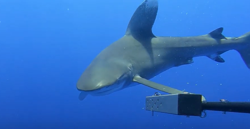 VIDEO Kod Kajmanskih otoka snimljena gotovo potpuno izumrla vrsta morskog psa