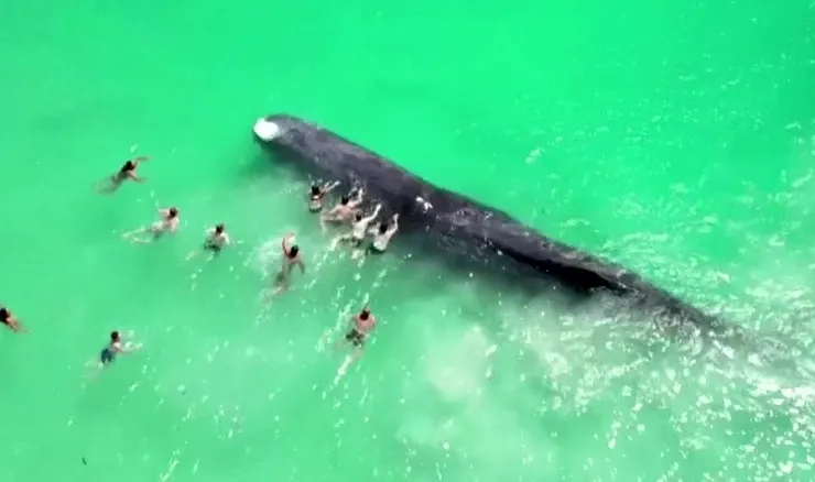 Veliki kit se pridružio kupačima na ovoj plaži