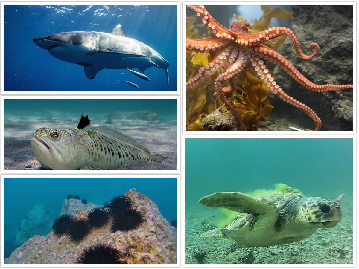 DONOSIMO Objavljen je popis naziva riba i/ili drugih morskih organizama te popis osjetljivih vrsta