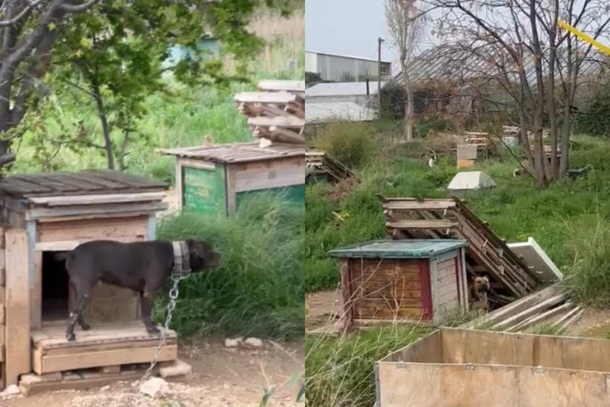 Uhićen je monstrum koji je u Stobreču mučio gotovo 70 pasa i dva vuka!