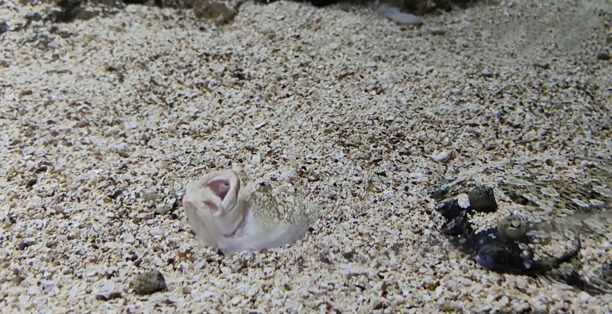 VIDEO Riba koja živi ukopana u pijesku - Jedina vrsta iz porodice ...