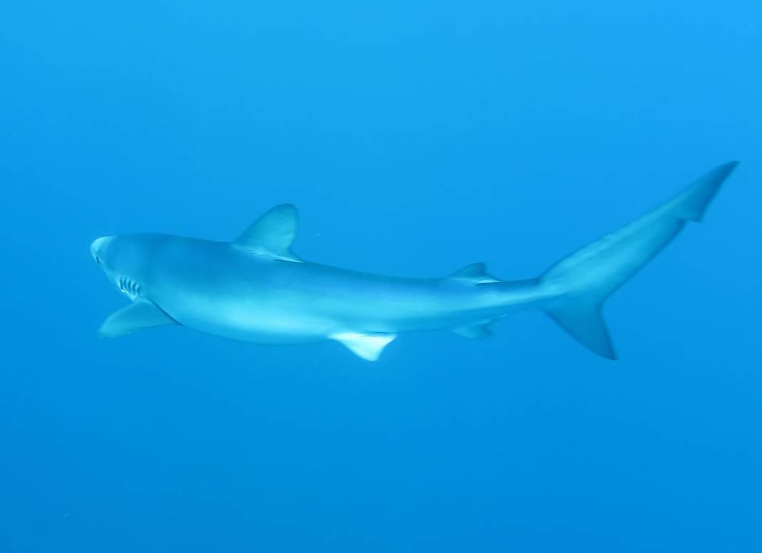 U VELEBITSKOM KANALU Njegovo veličanstvo - modrulj!