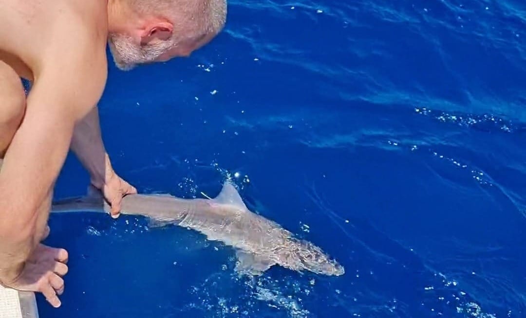 MORSKI PSI I RAŽE Institut za oceanografiju moli pomoć građana, posebno ribara, kod uočavanja