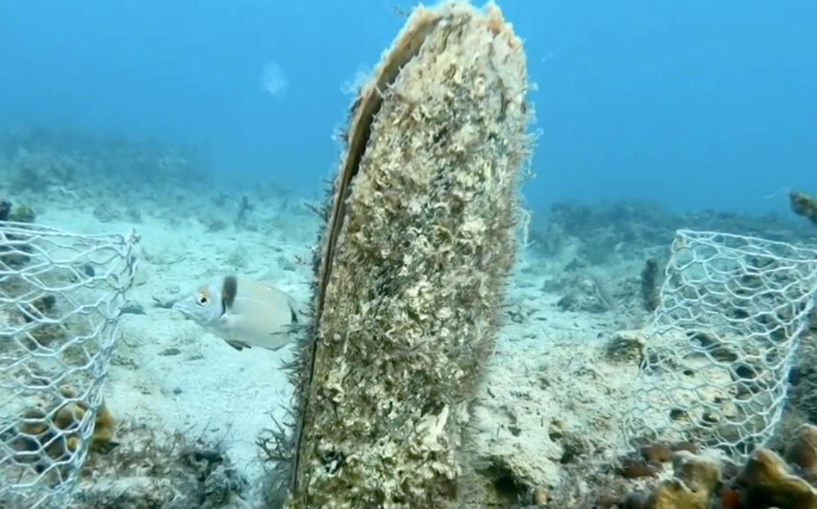 BBC piše o naporima da se spasi periska u Jadranu: " Pronađeno čak 80 ...