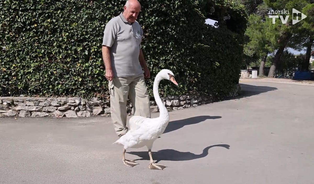 ČOVJEK I LABUD S JADRIJE Jedan događaj koji je promijenio dva života
