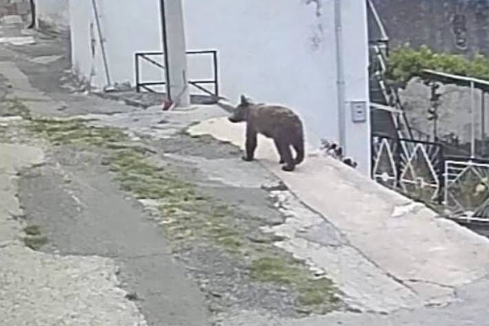 Medvjedić se udomaćio u Novom Vinodolskom, hoće li napokon biti vraćen ...