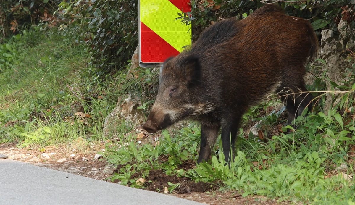 NE BOJE SE NIKOGA Divlje svinje usred dana po cesti - Policija: "Samo ...