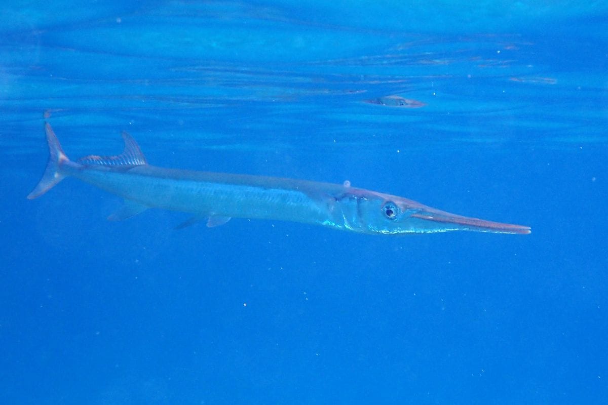 Velike ribe obožavaju živu iglicu, ali jedan je "detalj" u ribolovu ...