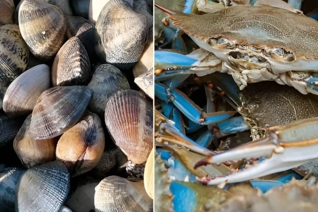 OPAKI SVEŽDER Pogledajte kako je plavi rak na talijanskoj strani ...