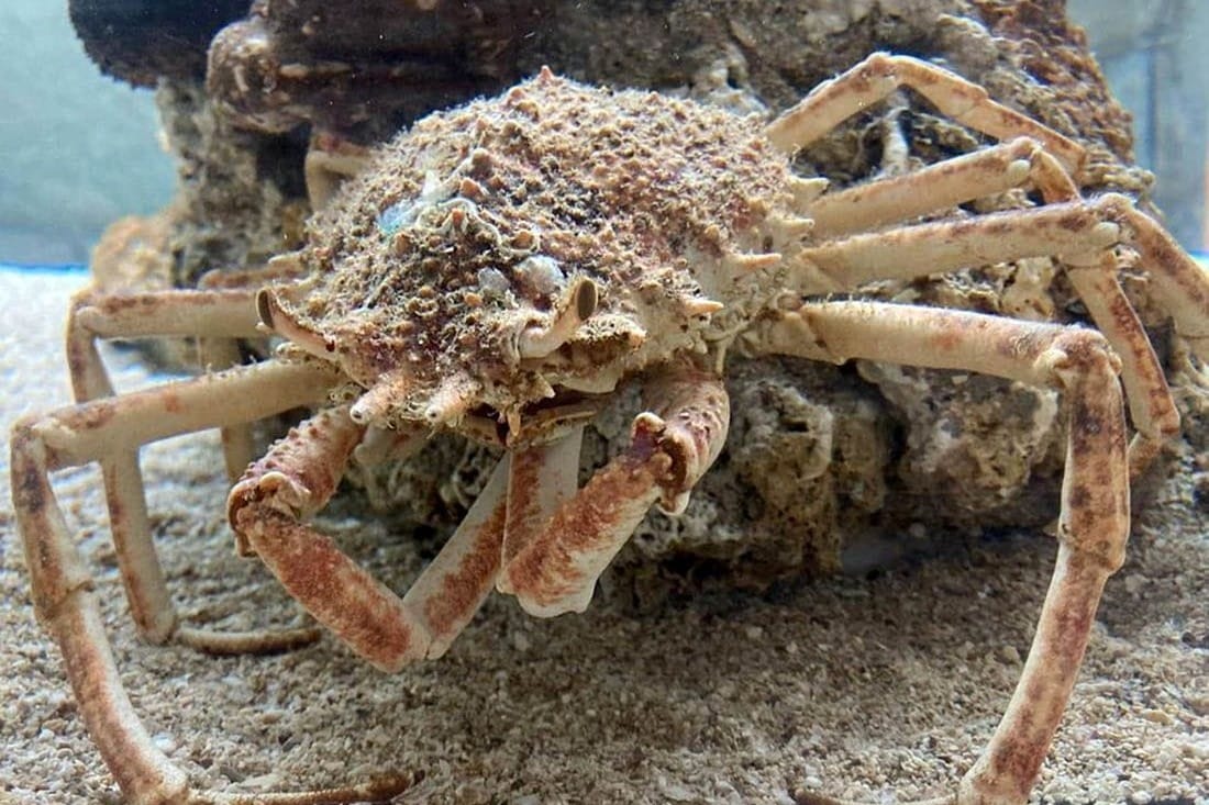 Gdje su nestale rakovice s juga Istre?