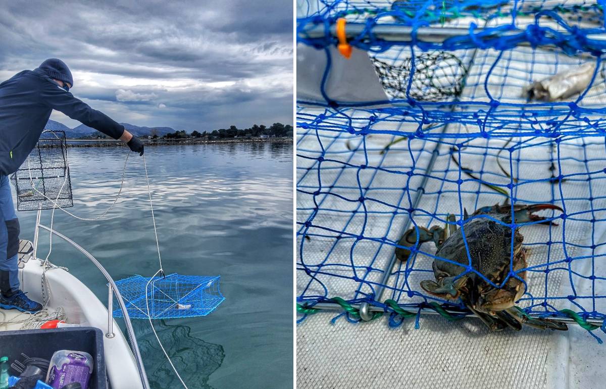 INVAZIVNI PLAVI RAK DROBI I UNIŠTAVA ŠKOLJKE Institut za oceanografiju vrši monitoring ...