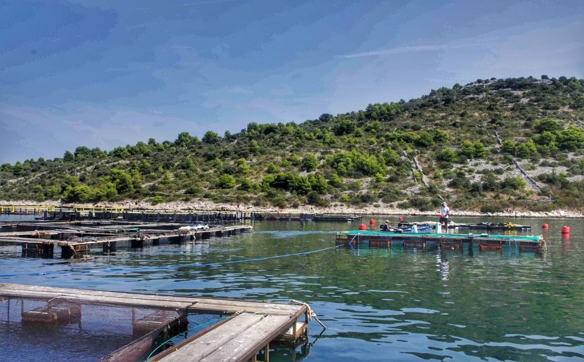 Znanstvenici upozoravaju: "Porast temperature mora negativno utječe na ...