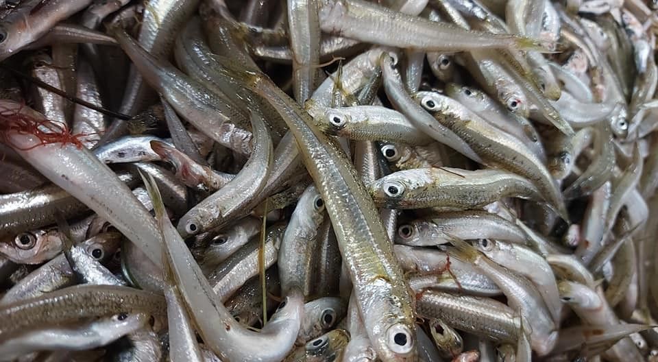 Gavuni se prodaju na deke - 100 grama deset kuna! Hoće li se uskoro ...