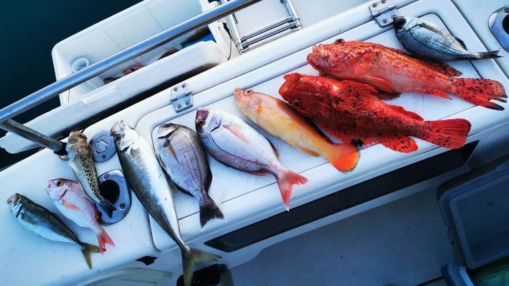 Na snazi potpuno novi Pravilnik o zaštiti riba i drugih morskih organizama