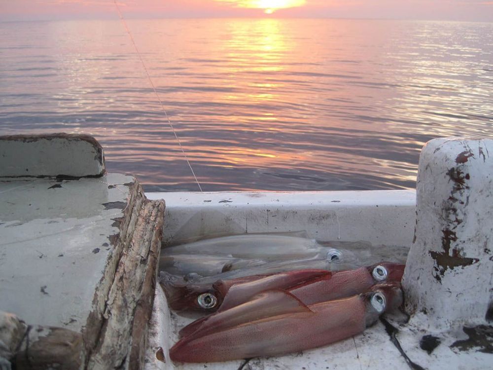 Humanitarni lignjolov kup od Mišjaka do Žverine kod Pašmana za kupnju ...