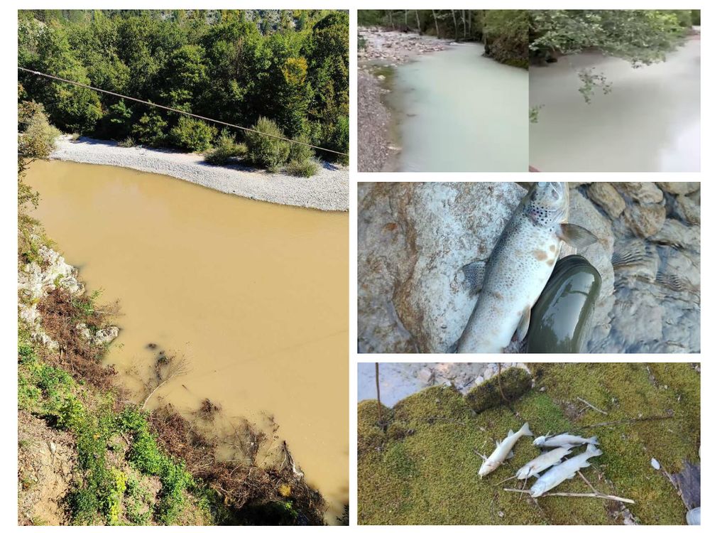 VELIKI POMOR RIBE Ekološka katastrofa u Neretvi