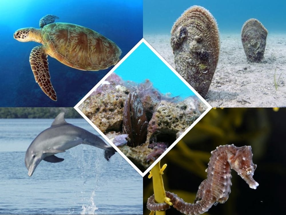 DONOSIMO POPIS Znate li koje su zaštićene morske vrste u Jadranu?