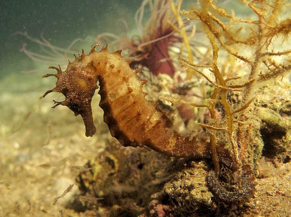 DONOSIMO POPIS Znate li koje su zaštićene morske vrste u Jadranu?