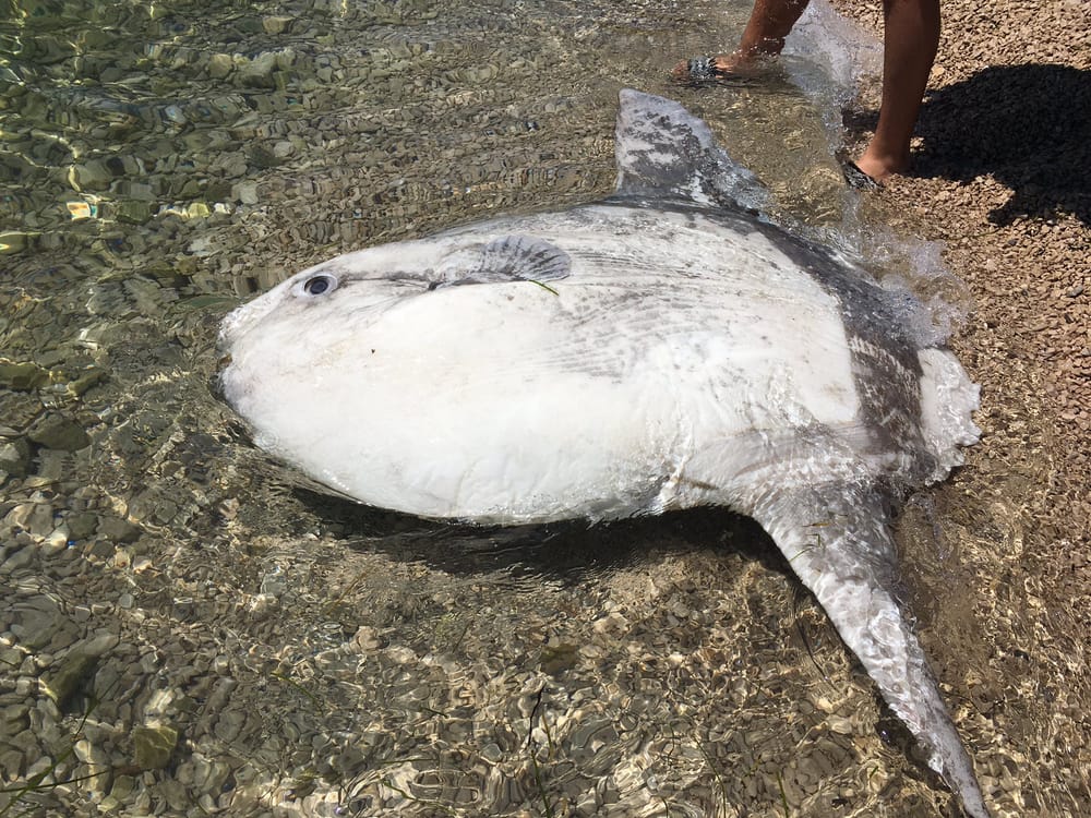 VIDEO More na Jadriju izbacilo neobičnog diva, jedan primjerak snimljen ...