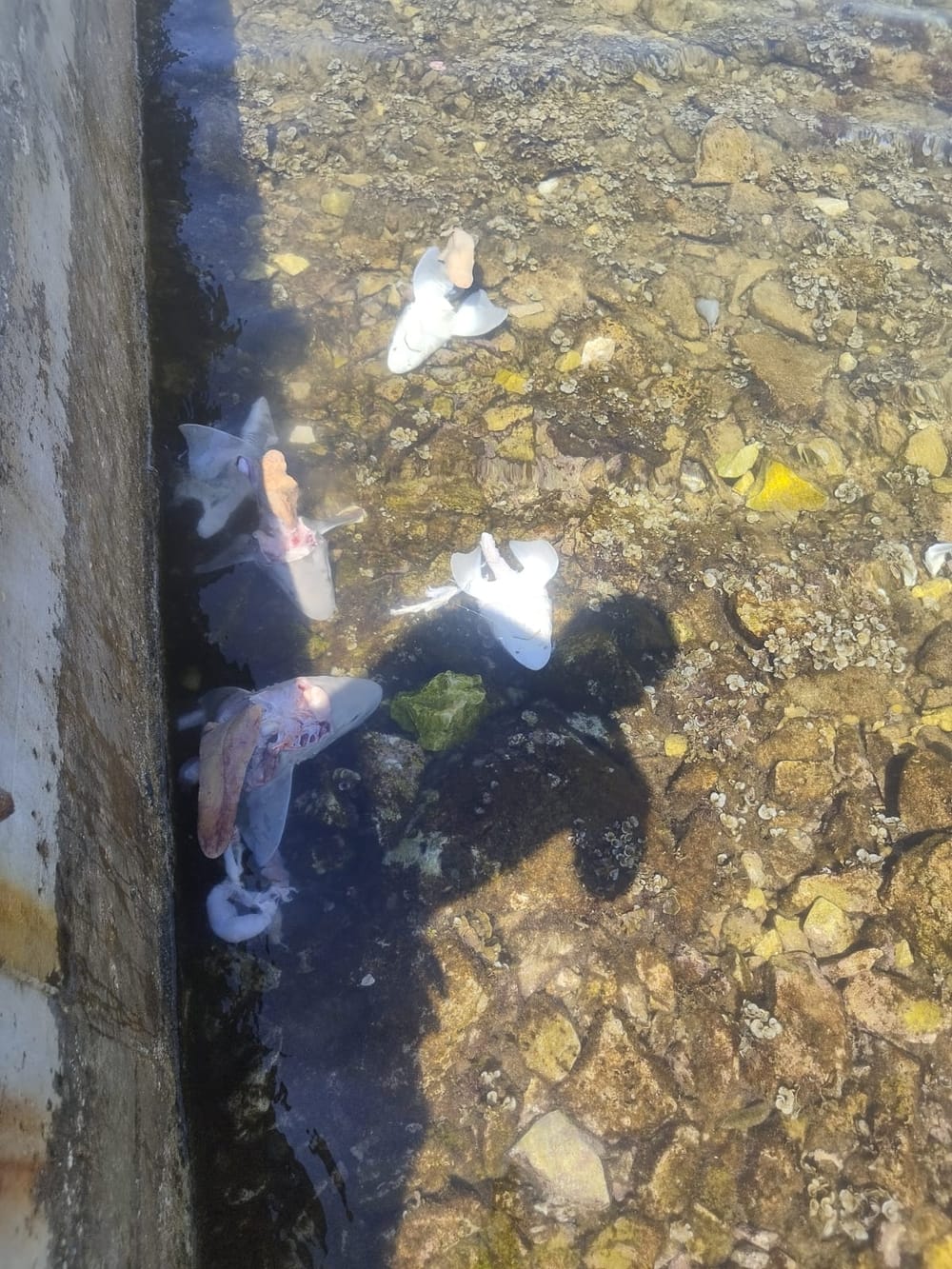 Netko je u plićak na Pelješcu pobacao glave morskih pasa - Stručnjak: "Dozvoljen je izlov ove ...