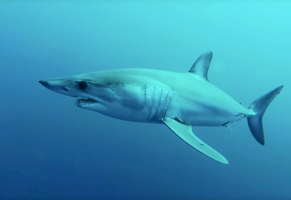 MORSKI PSI – Tri mita koja treba razbiti | | Morski HR