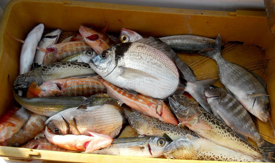 Kako izabrati i razlikovati ribu na ribarnici? | | Morski HR