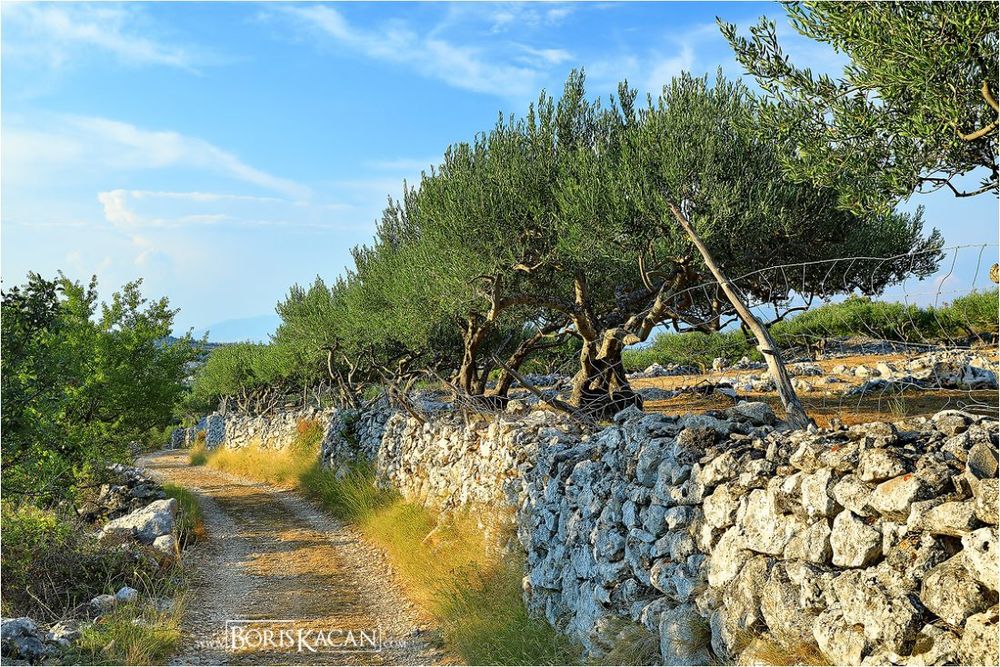 TEMELJI MASLINARSTVA Kako su se masline štitile u devetnaestom stoljeću ...