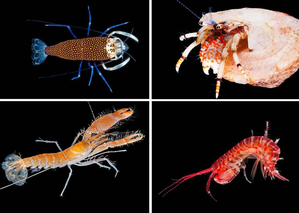 RAKOVI JADRANA Izložba stručnjaka i strastvenog ljubitelja podmorja ...