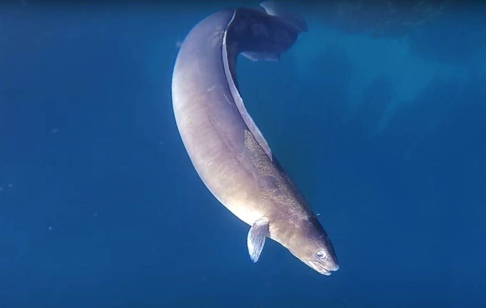 Jeste li znali da ugor može narasti do tri metra dužine i težiti do 68 ...