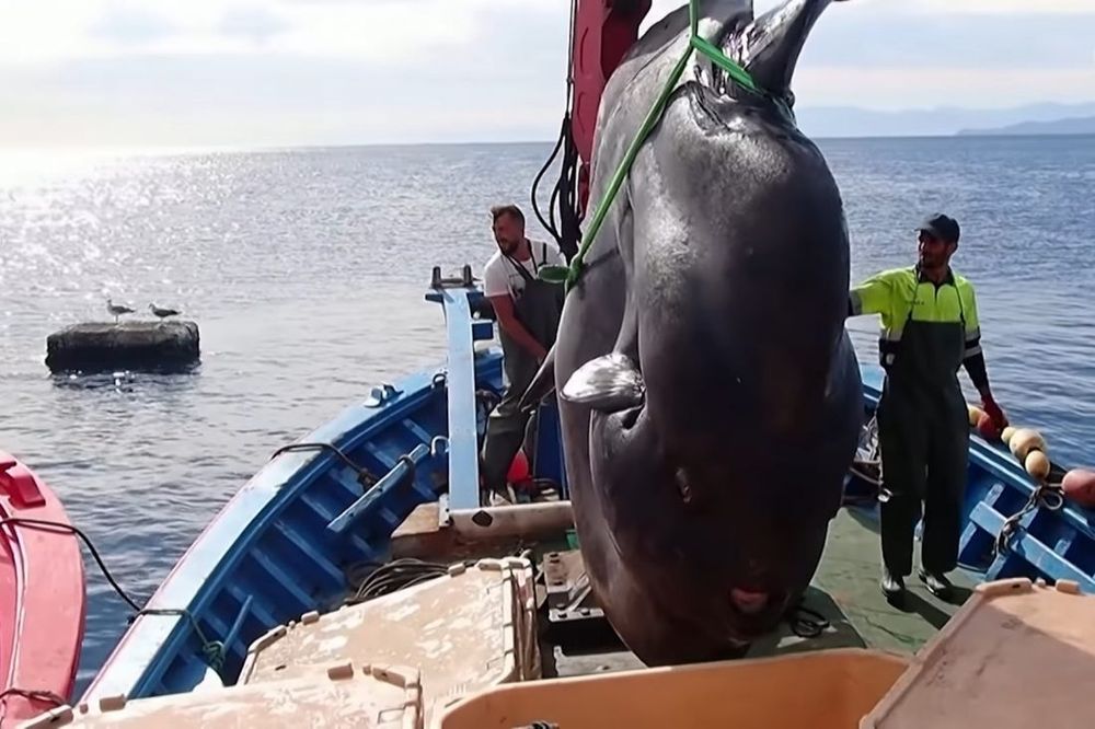 VIDEO Pronađen bucanj težak 2 tone – Iznenađeni i stručnjaci | | Morski HR