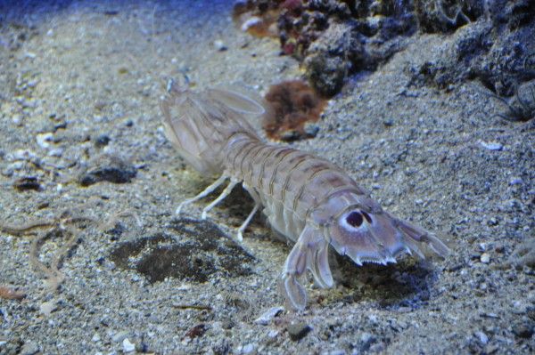 Morska bogomoljka, kanoča ili kozorepac – Neobičan račić s muljevitog ...