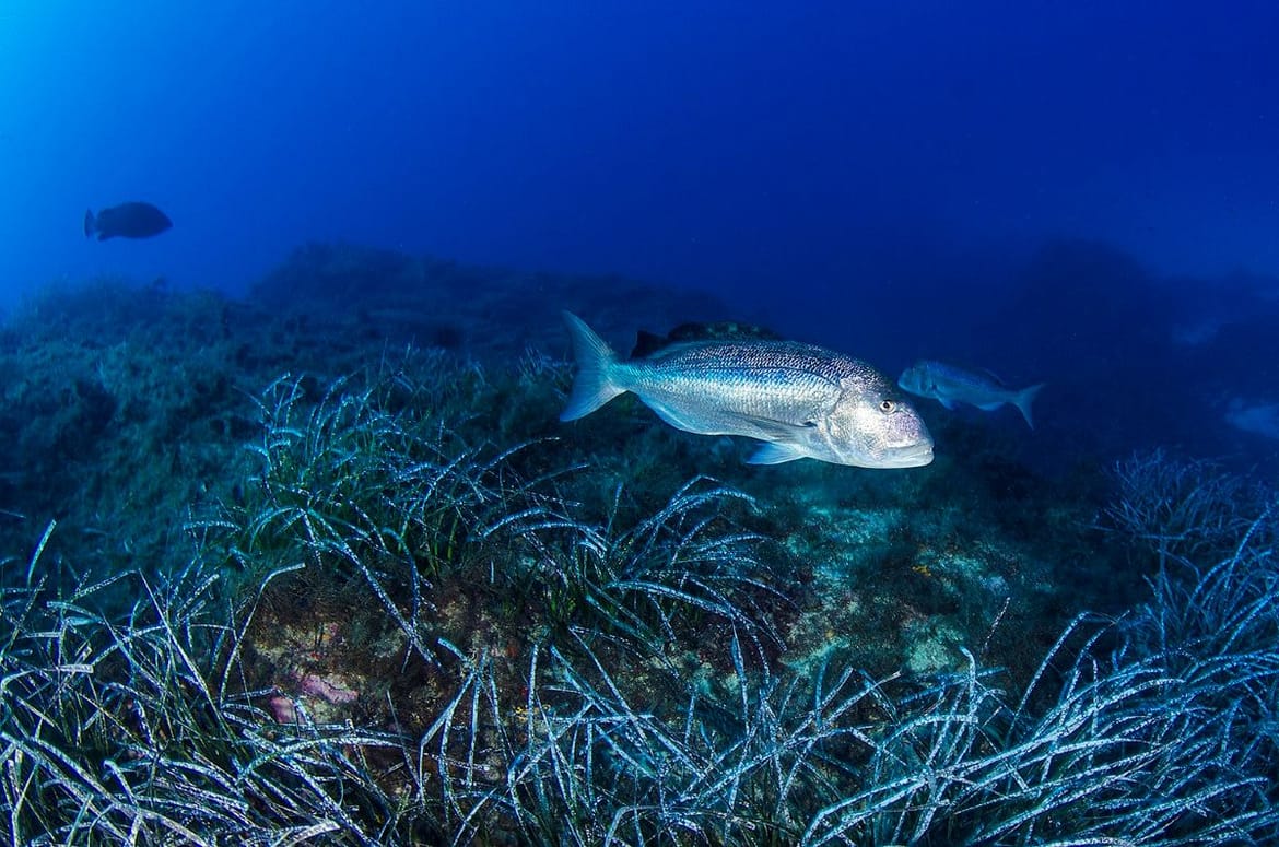 VIDEO 'Posidonia oceanica', najrasprostranjenija i ujedno najugroženija ...
