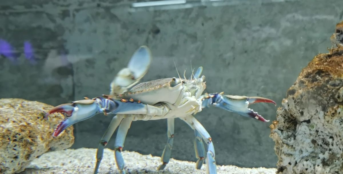 VIDEO Plavi rak snimljen u svom neobičnom ritualnom plesnom zanosu