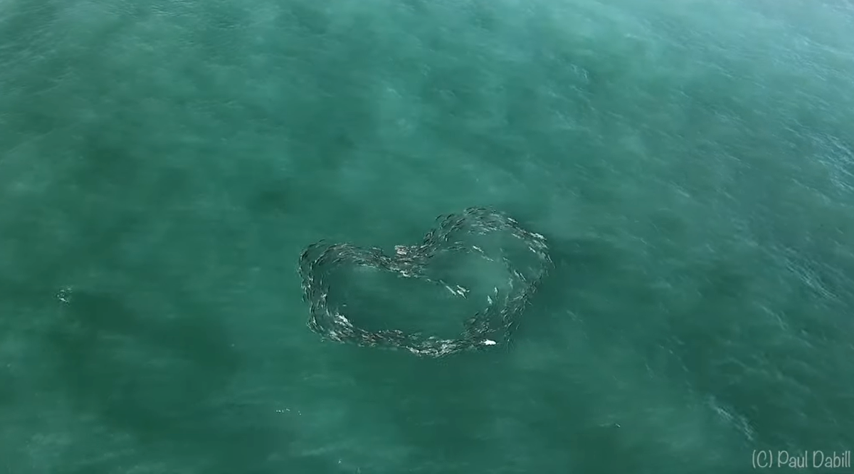 VIDEO Jato riba snimljeno iz zraka kako se kreće u obliku srca