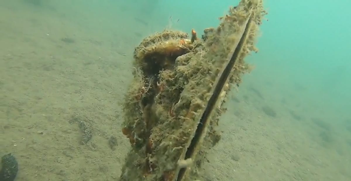 VIDEO U Vinkuranskoj vali pronađena živa jedinka periske