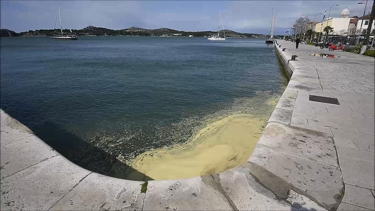 Velike količine peludi uz šibensku gradsku rivu