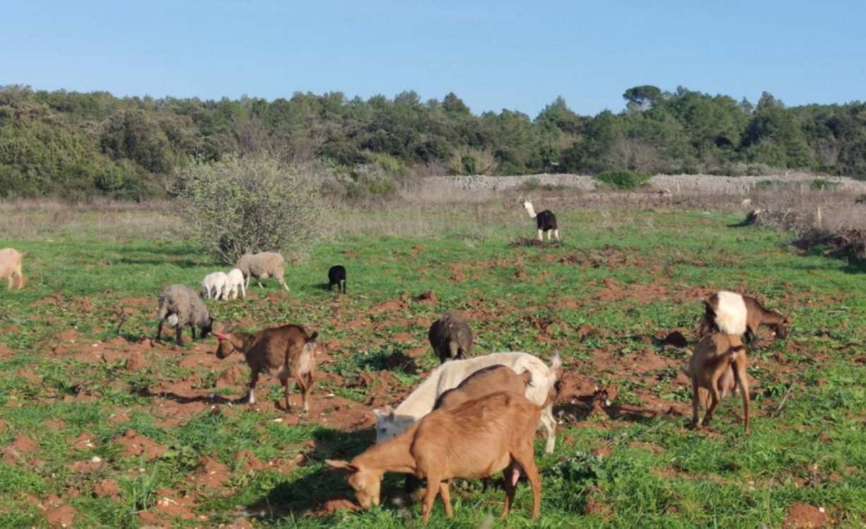 PROBLEMATIČNO STADO Na Hvaru uz ovce i koze možete vidjeti - ljamu ...