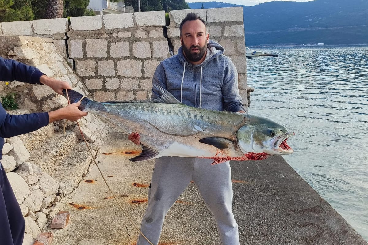 KAKVA MRCINA Ribar u Neumskom zaljevu ulovio licu od 30 kilograma ...