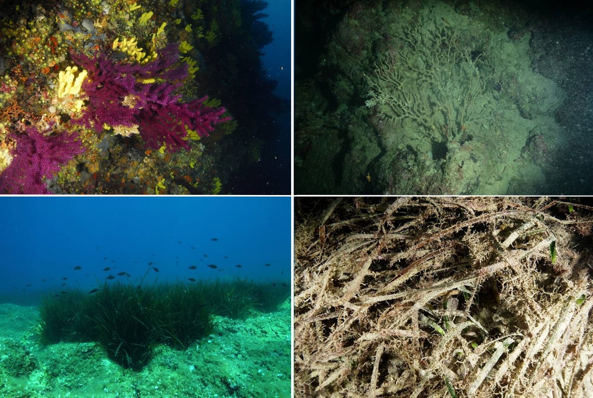 Ugledni morski biolog uz potresne snimke iz Jadrana upozorava: "Mislite da je negativan utjecaj ...