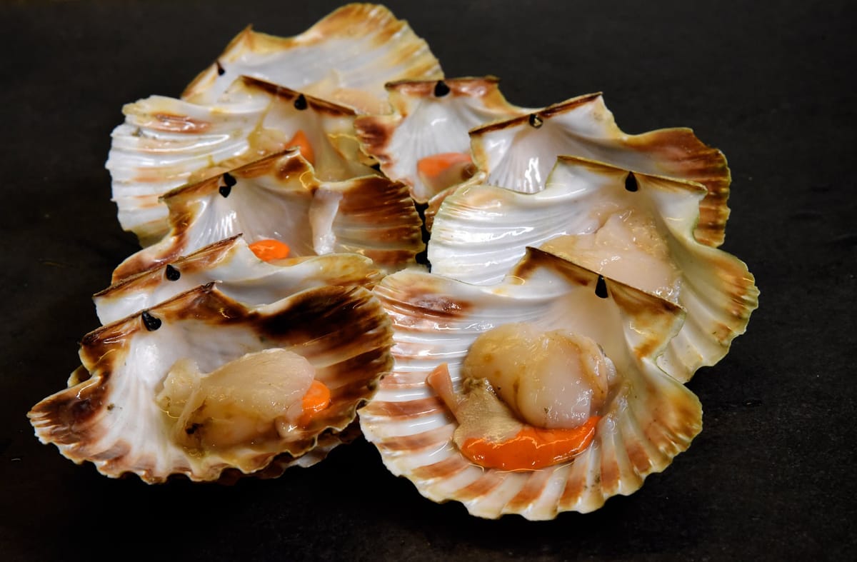 ZEMLJA GURMANIJA Jakobova kapica, Cappesante, San Žak ili Sveti Jakov ...