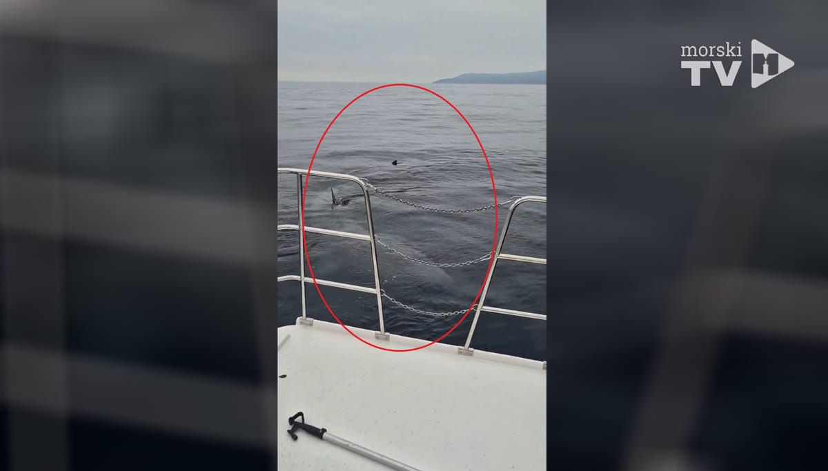 VIDEO Kod Brestove ribar snimio golemu psinu, drugog najvećeg morskog ...